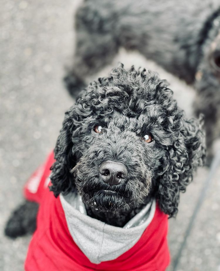 Hunddagis Hässelby - Dog Care Stockholm