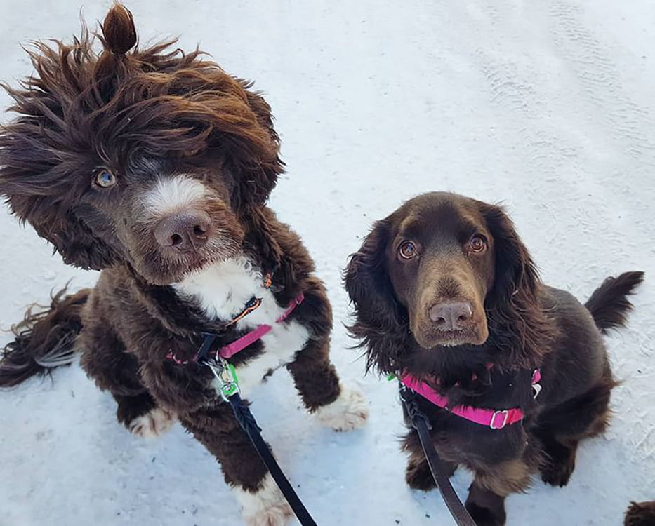 Hunddagis Spånga - Dog Care Stockholm