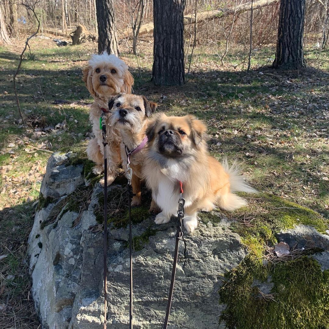 Hunddagis Råcksta - Dog Care Stockholm