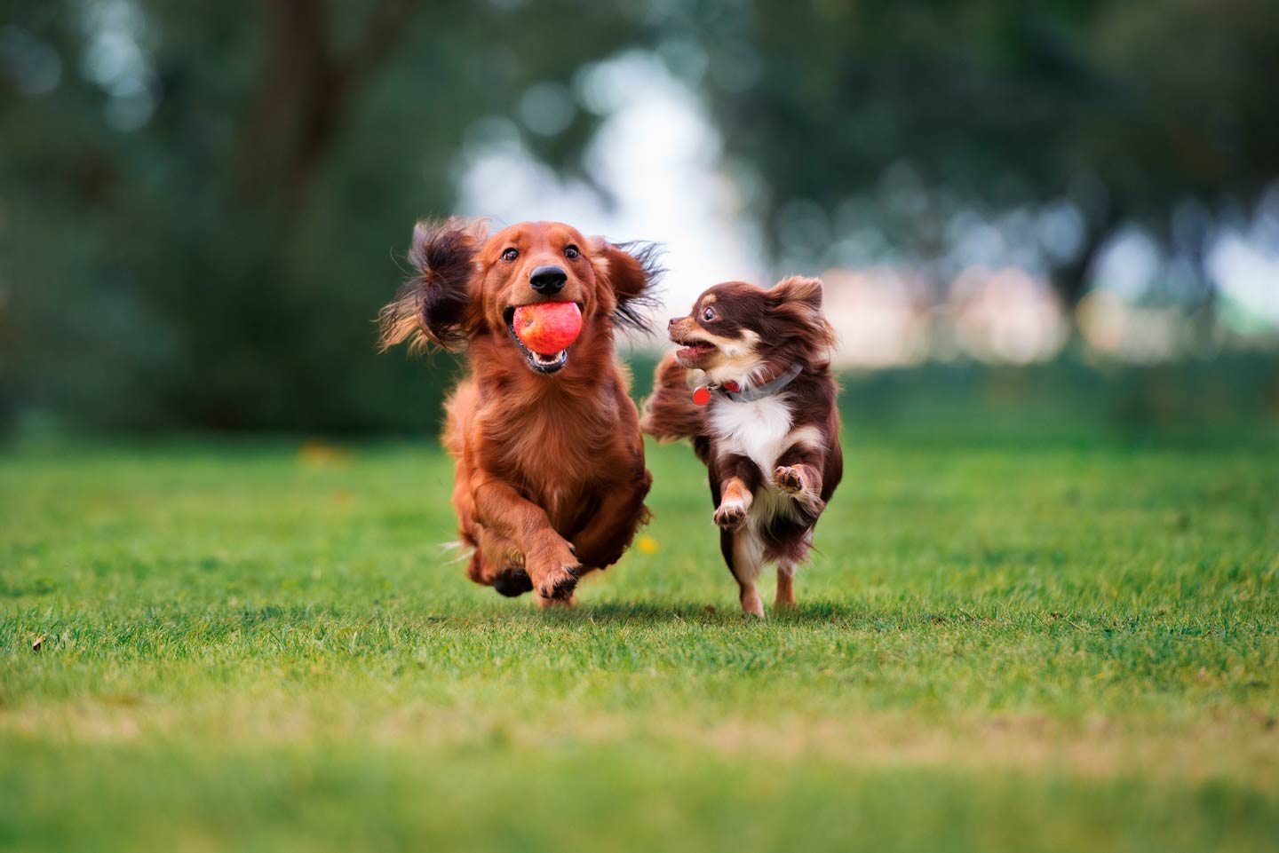 Hunddagis Solna - Dog Care Stockholm